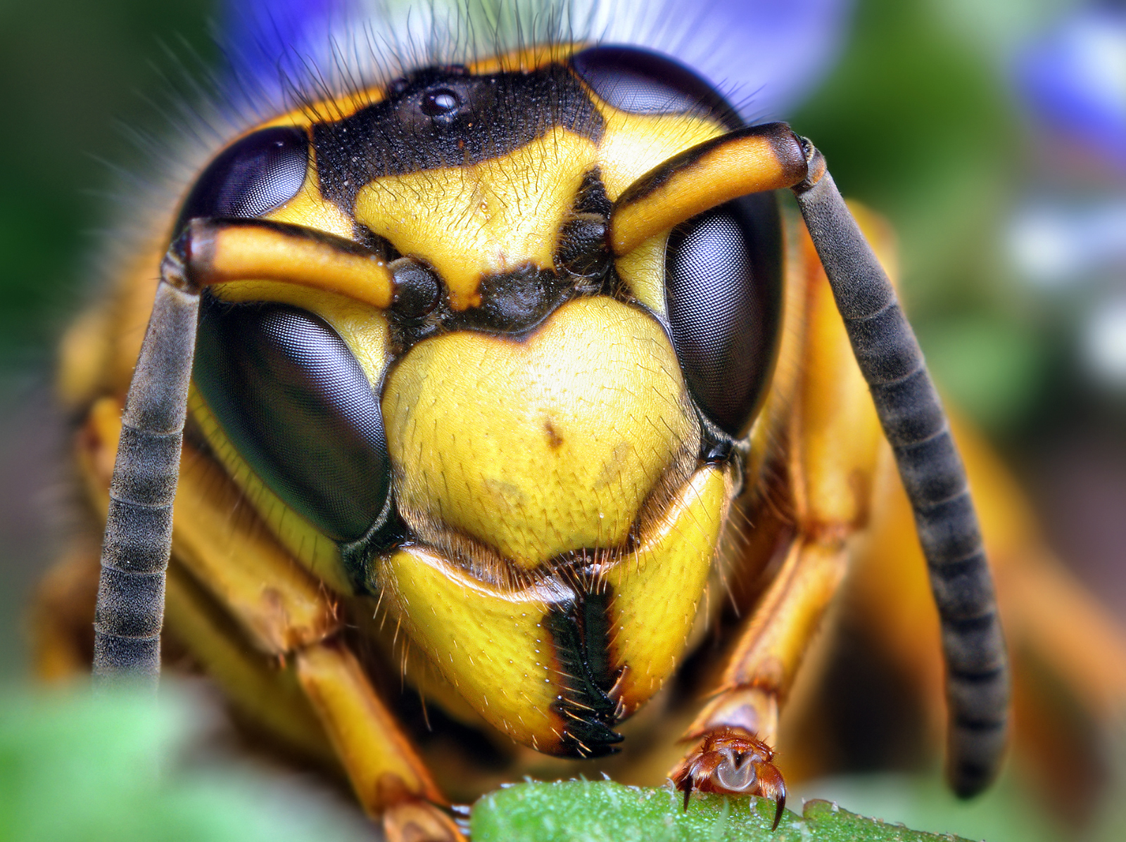 Wasp Alert – Dog Gone It Yard Duty®